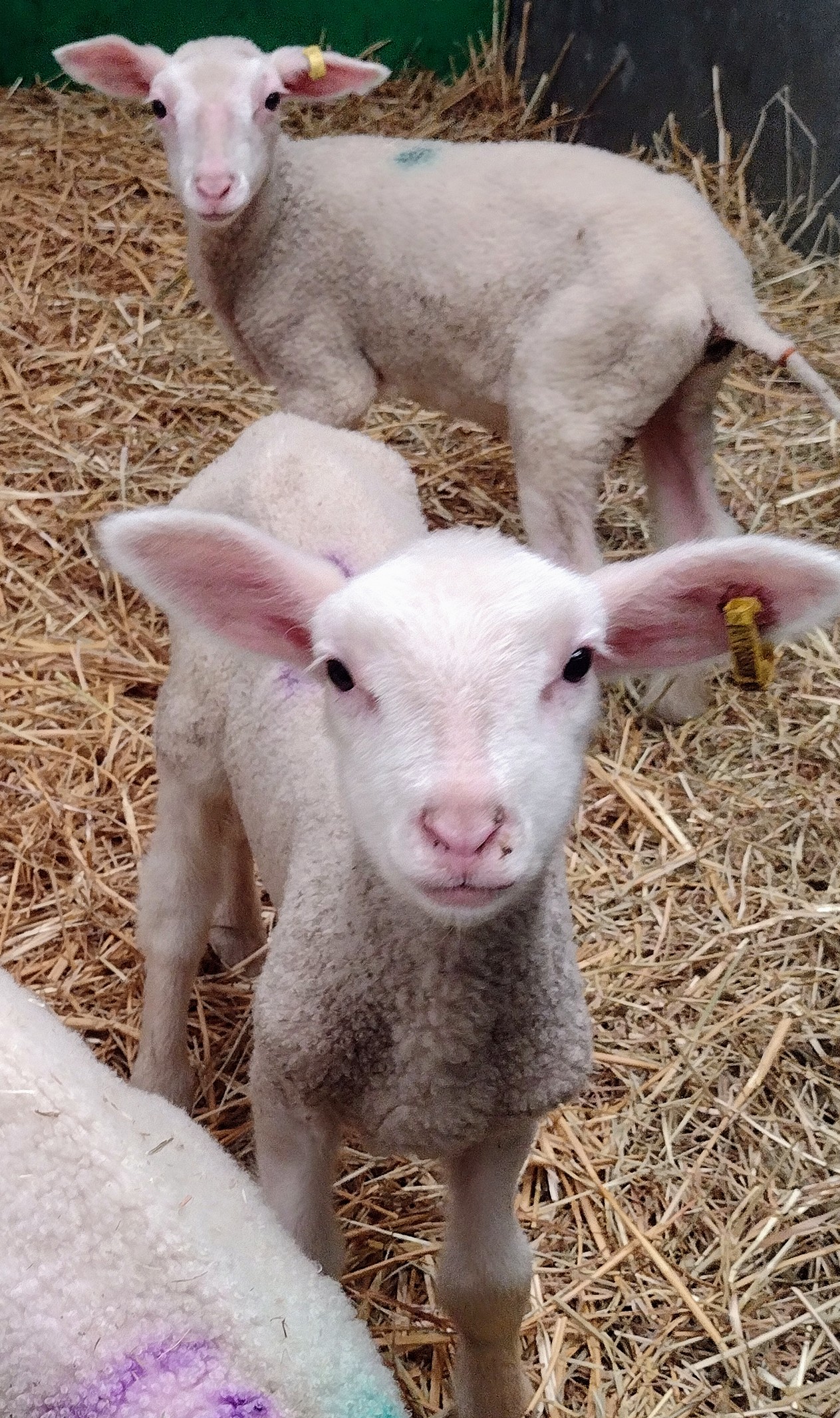News - Swithens Farm