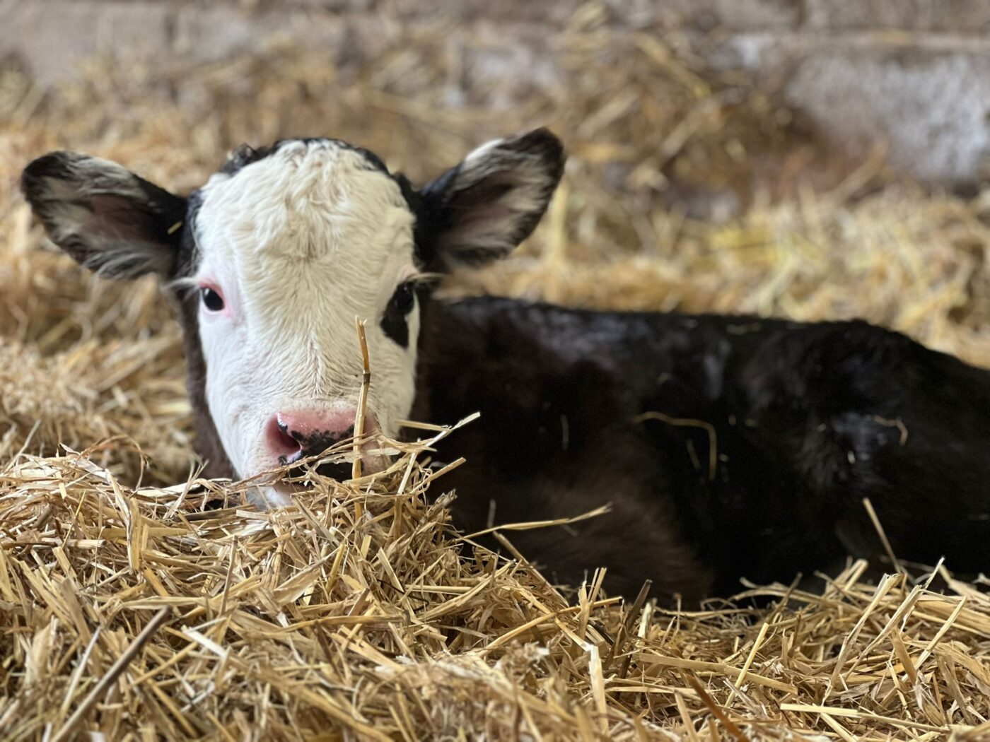 News - Swithens Farm