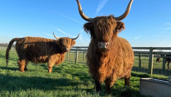 News - Swithens Farm
